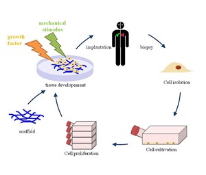 Advances in Regenerative Medicine: Stem Cells and Tissue Engineering