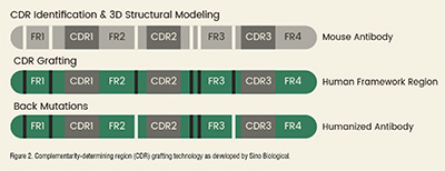 Humanization of Antibodies: Enhancing Therapeutic Efficacy